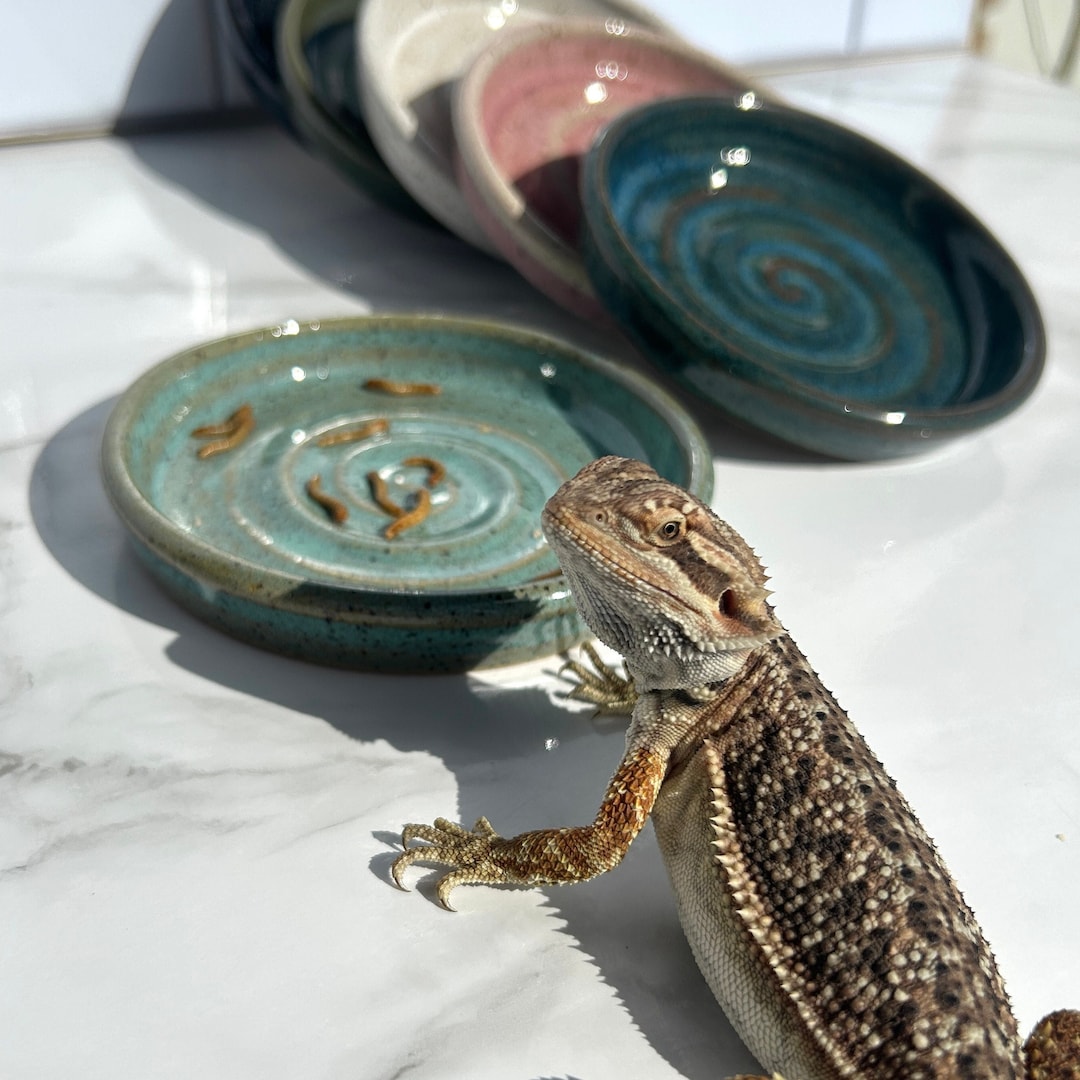 Handmade Ceramic Reptile Bowl: Shallow Lizard Dish, Food & Water - Etsy