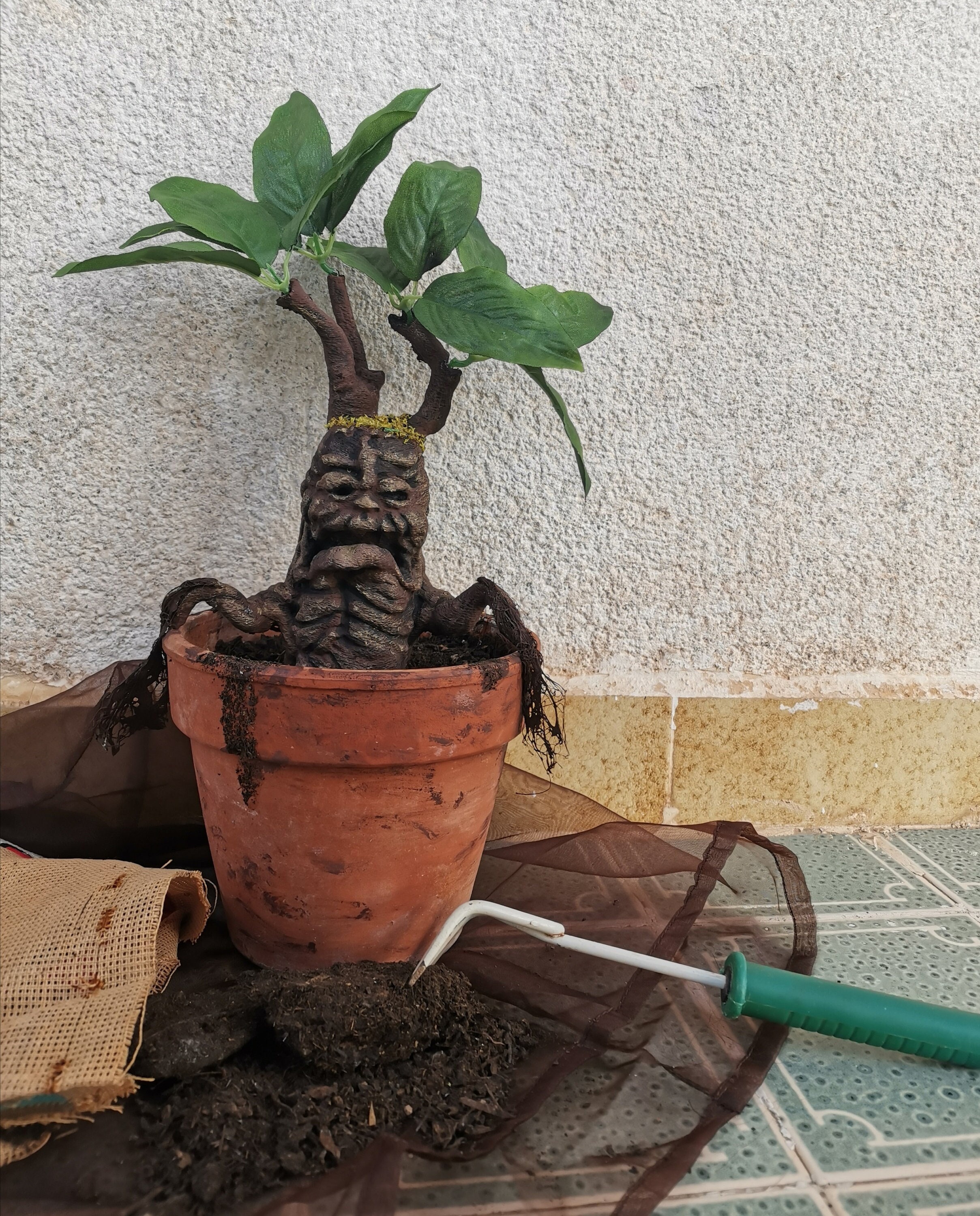 Mandrake Mandragora Wizard - Etsy