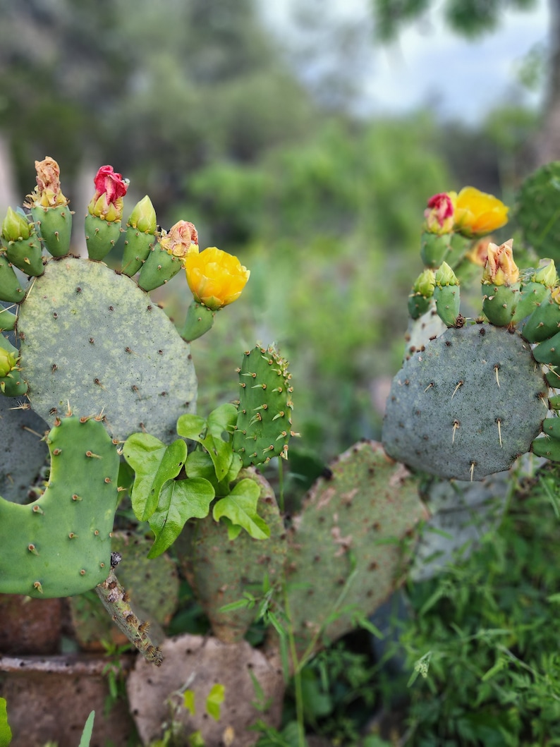 Texas Prickly Pear Cactus Bloom Yellow, Orange, and Red - Etsy
