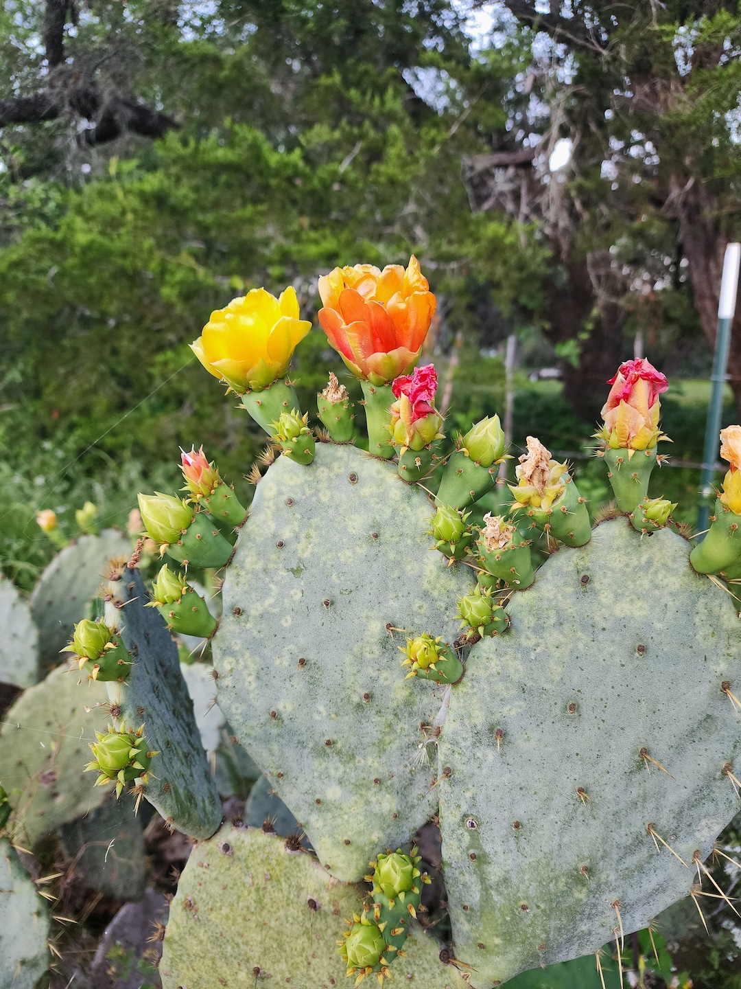 Texas Prickly Pear Cactus Bloom Yellow, Orange, and Red - Etsy