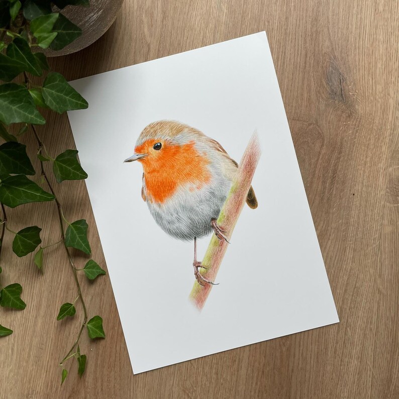 Robin Art Print, Pencil Drawing, Bird Art, Wall Art, Gift for Bird ...