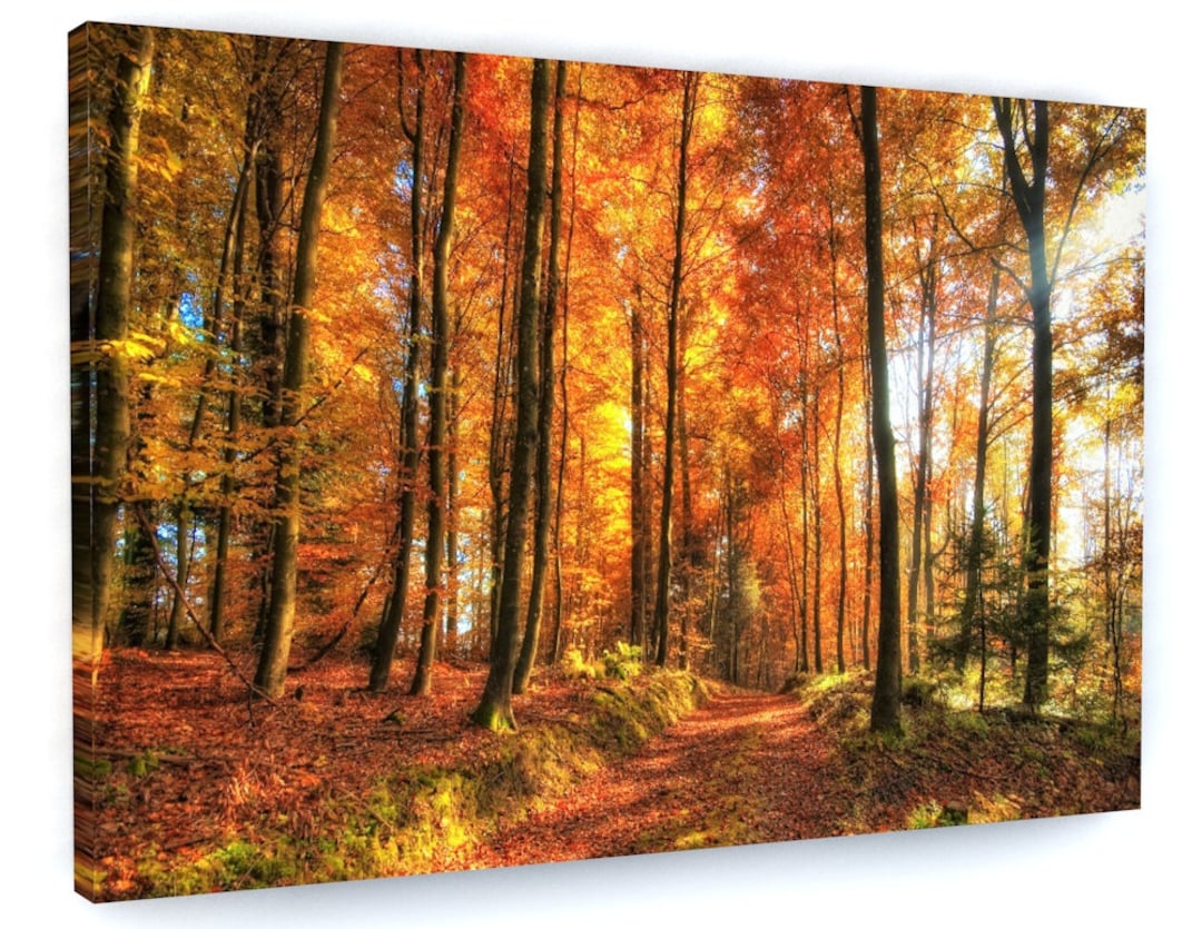 Woodland Forest Landscape Framed Canvas Picture Print Wall Art 1000 - Etsy