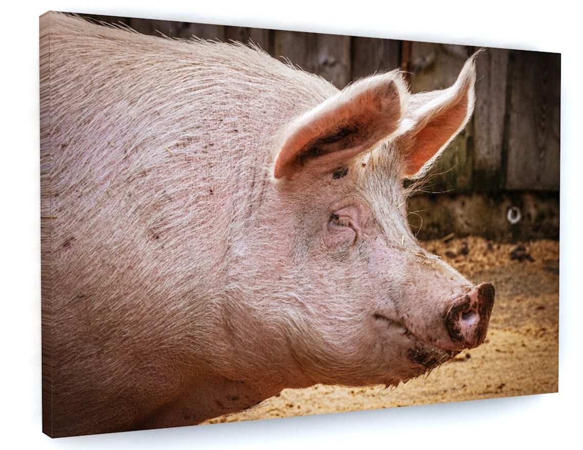 Pig Farm Animals Framed Canvas Picture Print Wall Art B293 - Etsy