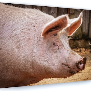 Pig Farm Animals Framed Canvas Picture Print Wall Art B293 - Etsy
