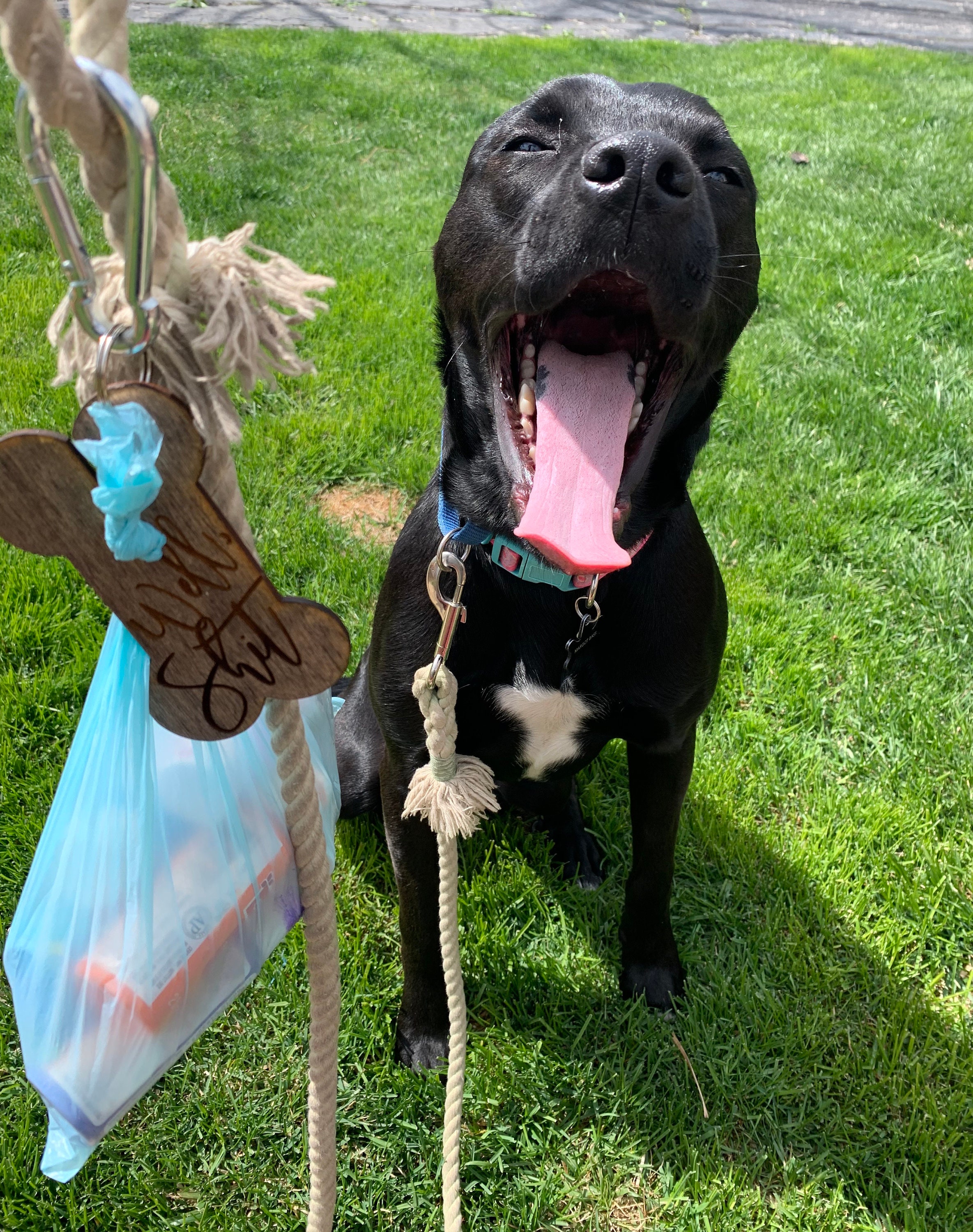 DOG POOP HOLDER - Etsy