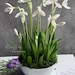 Snowdrops From сold Porcelain, Real Touch Spring Flowers for Home ...