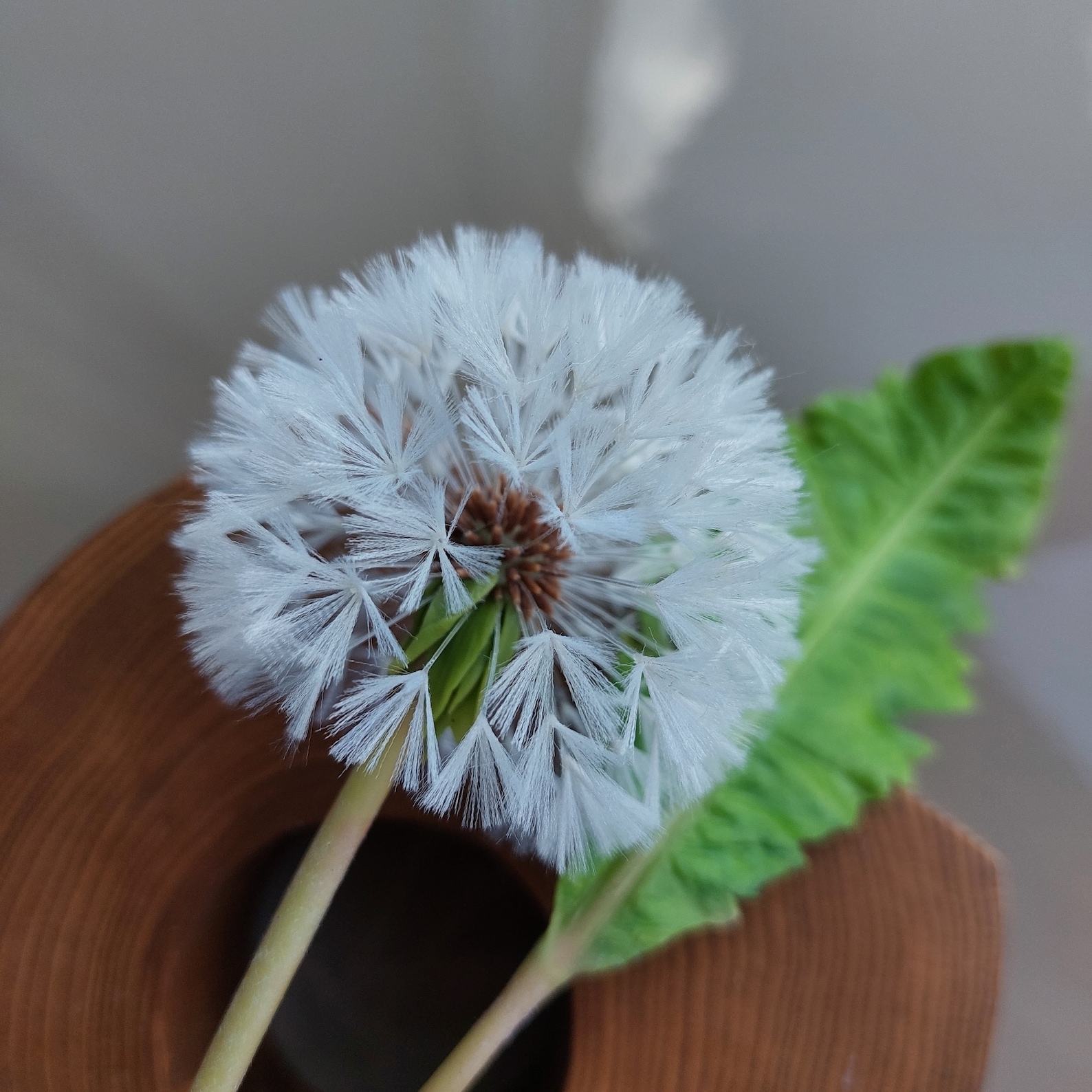 Real Touch Fluffy Dandelion for Home Decor Cold Porcelain Flowers ...