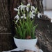 Snowdrops From сold Porcelain, Real Touch Spring Flowers for Home ...