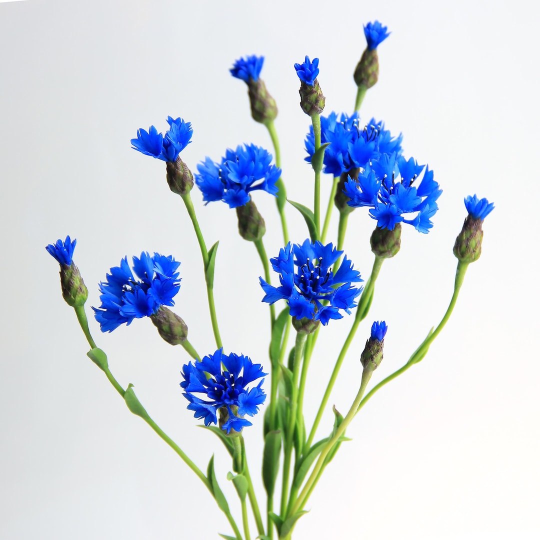 Cornflower, Cold Porcelain Flower, Wild Flower Bouquet - Etsy