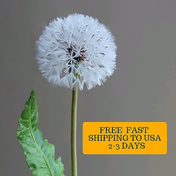 Dandelion - Etsy