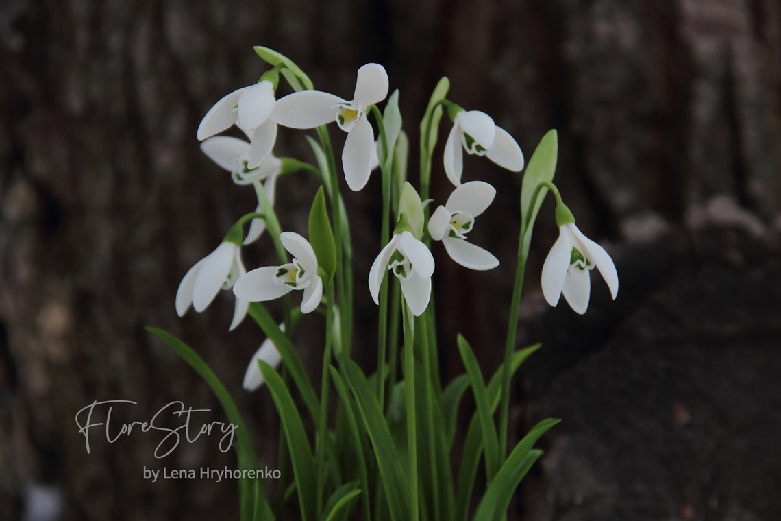 Snowdrops From сold Porcelain Real Touch Spring Flowers for - Etsy