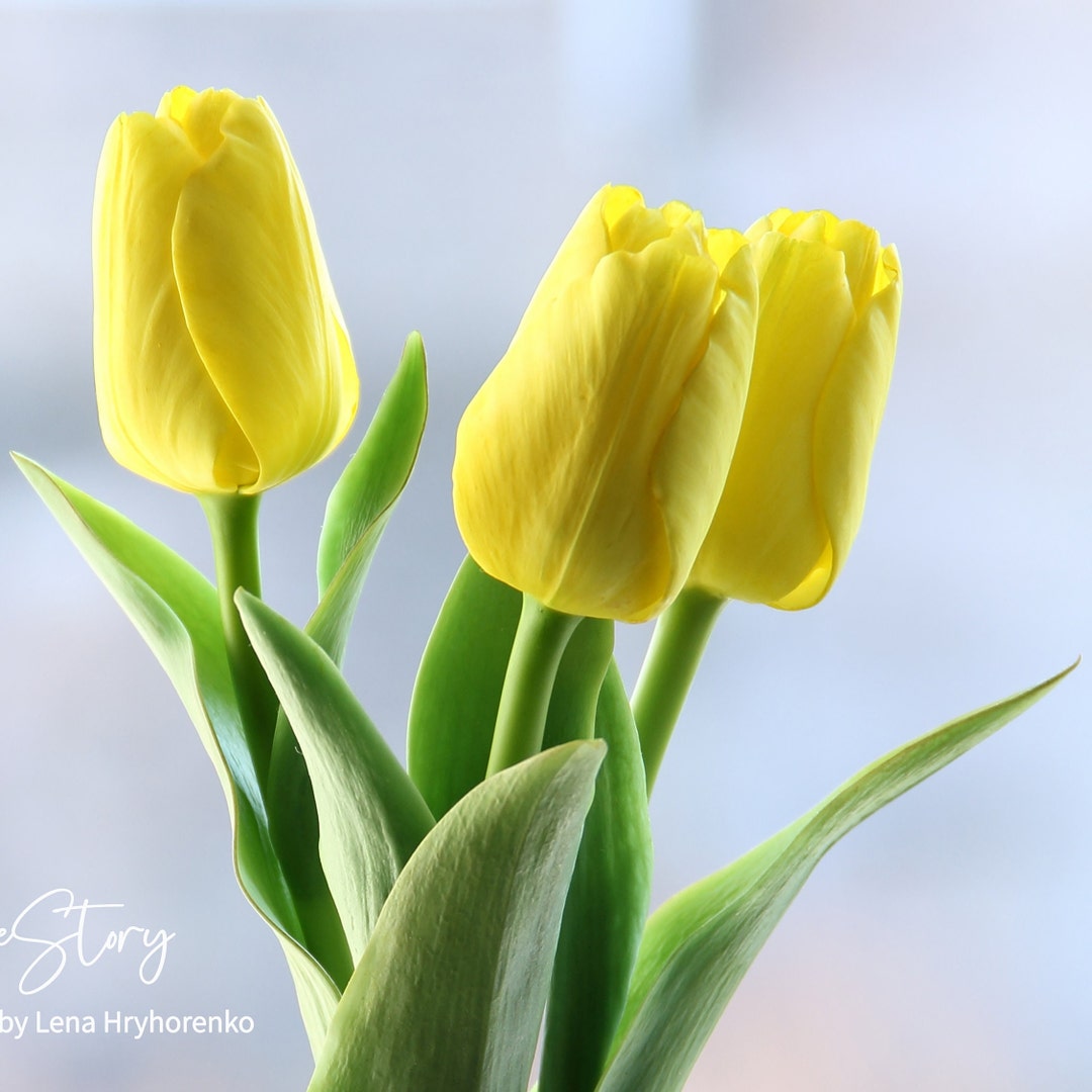 Real Touch Tulips, Cold Porcelain Flowers, Botanical Sculpture ...