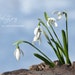 Snowdrops From сold Porcelain, Real Touch Spring Flowers for Home ...