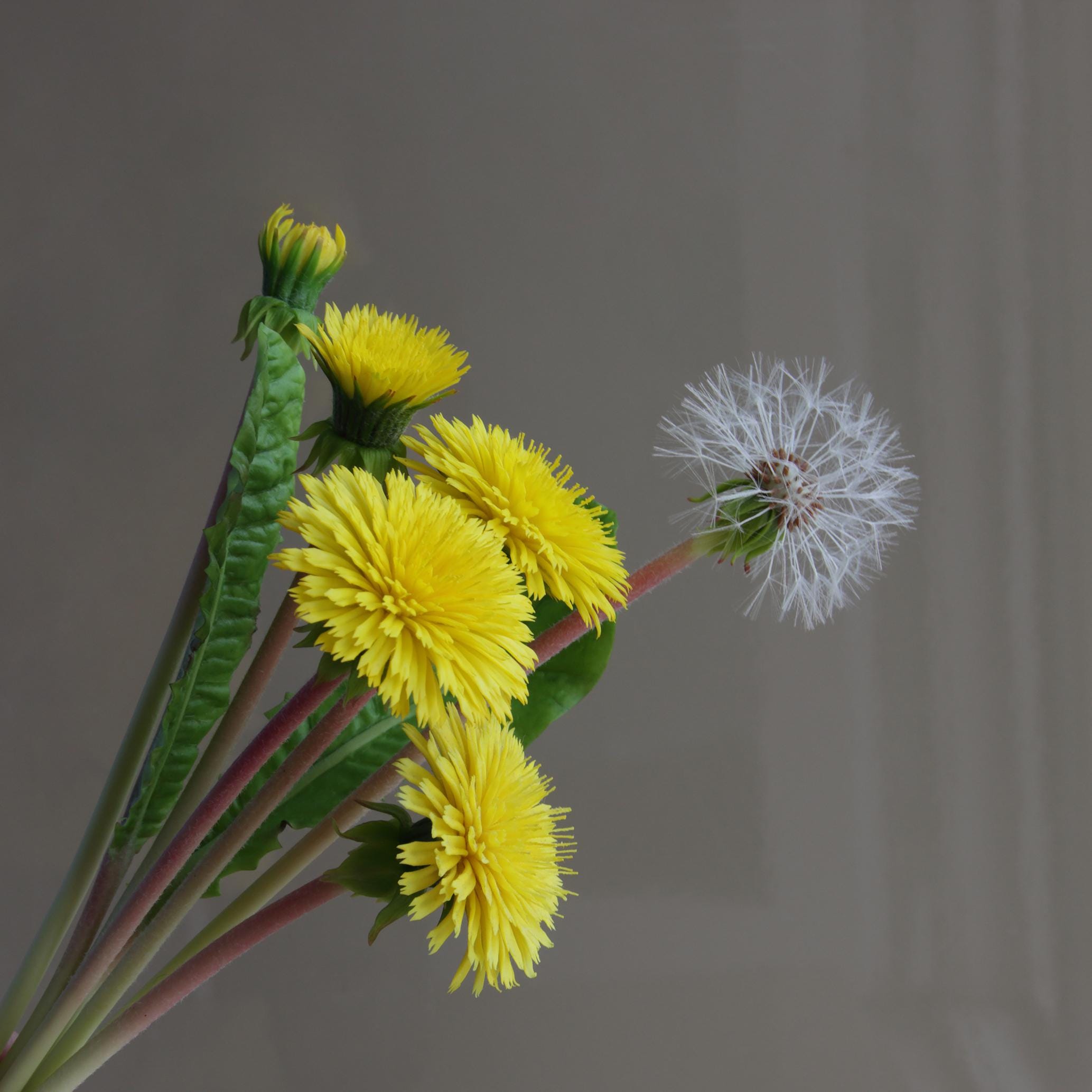 Cold Porcelain Dandelions Bouquet Handmade Flowers Botanical Sculpture ...