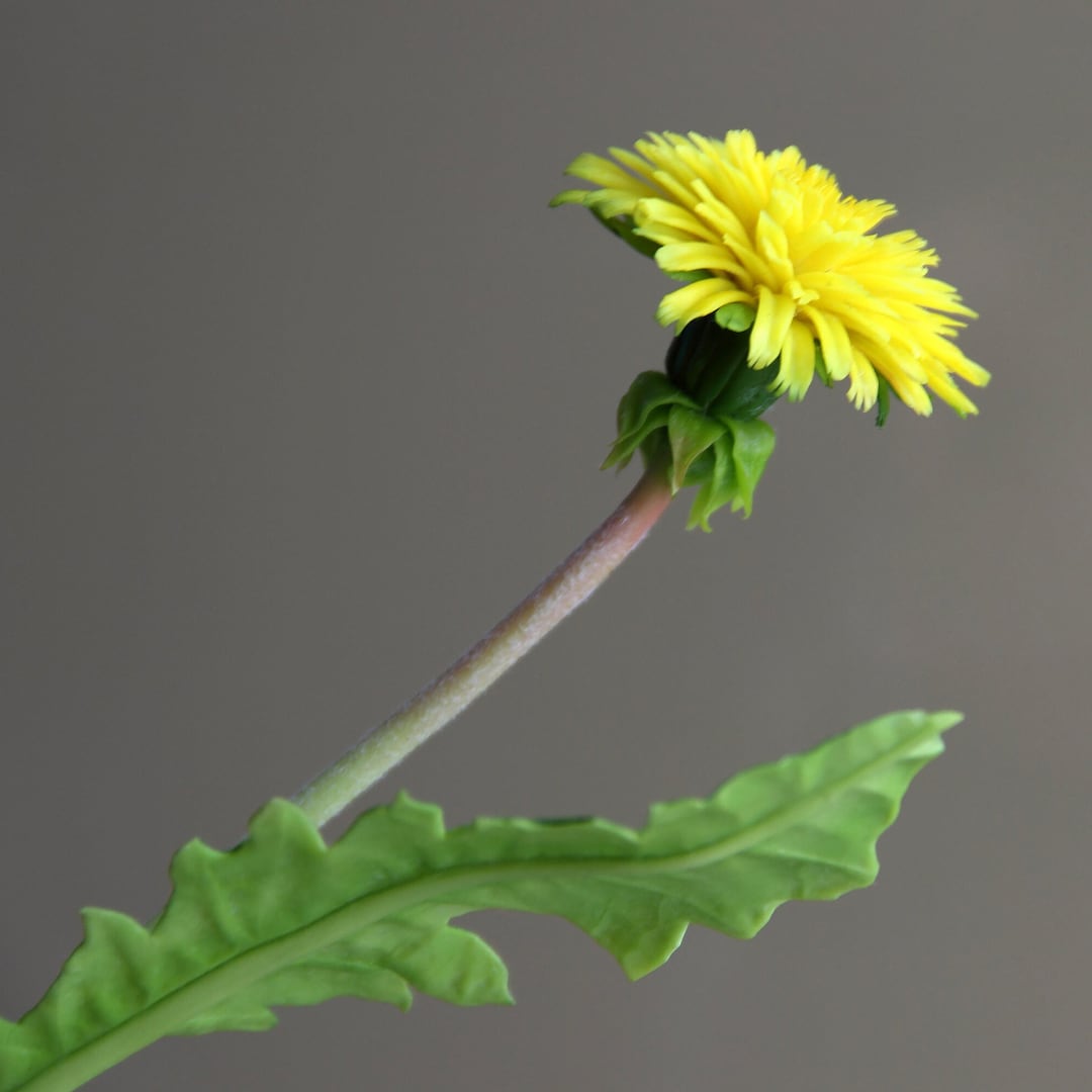 Cold Porcelain Dandelion Handmade Flowers Botanical Sculpture ...