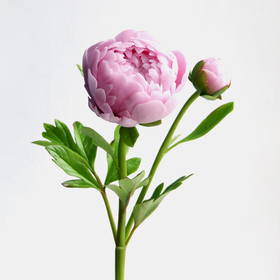Cold Porcelain Peony, Real Touch Flowers, Artificial Peony for Gift or ...