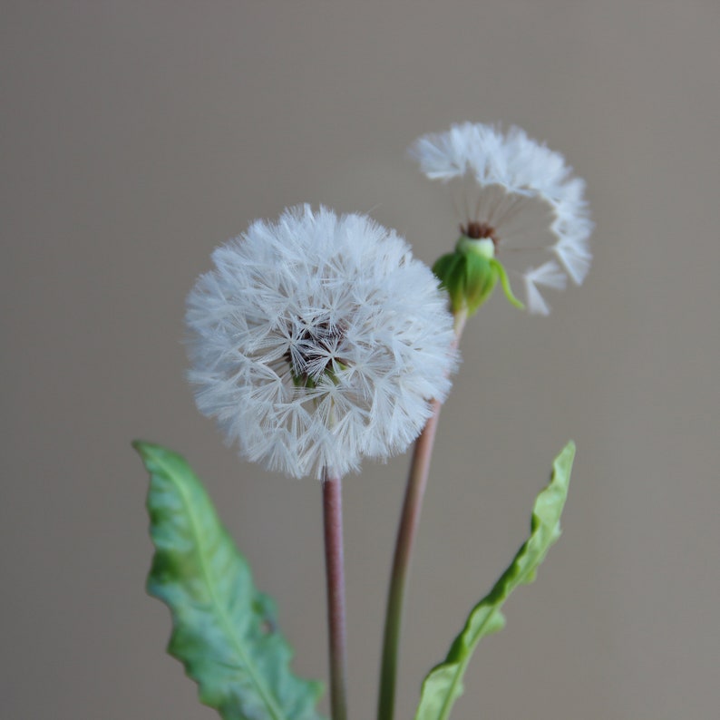 Real Touch Fluffy Dandelion for Home Decor Cold Porcelain Flowers ...