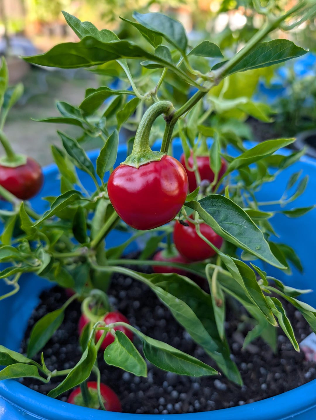 Time Bomb Cherry Pepper Seeds - Etsy