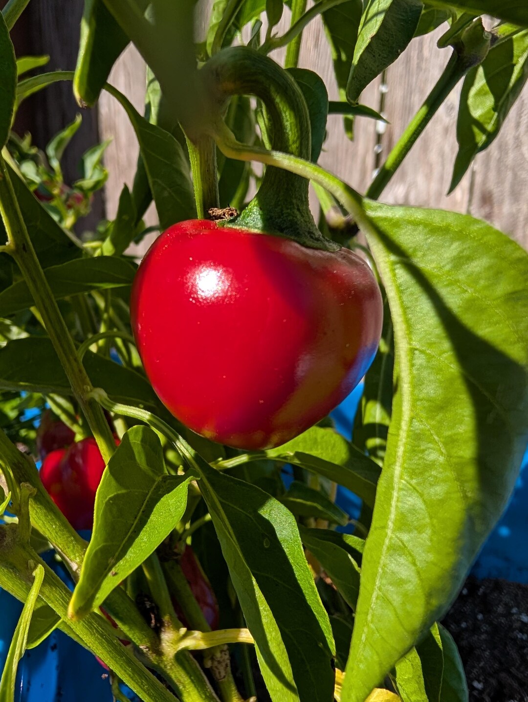Cherry Bomb Pepper Seeds - Etsy