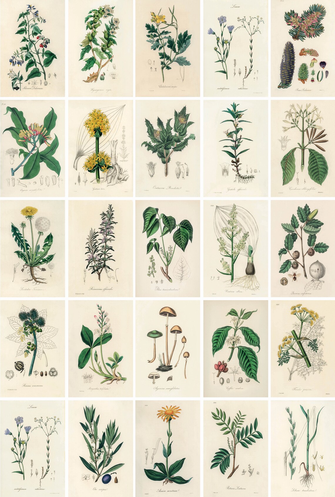 100 Printable Botanical ILLUSTRATIONS Wall Collage Kit, Vintage ...