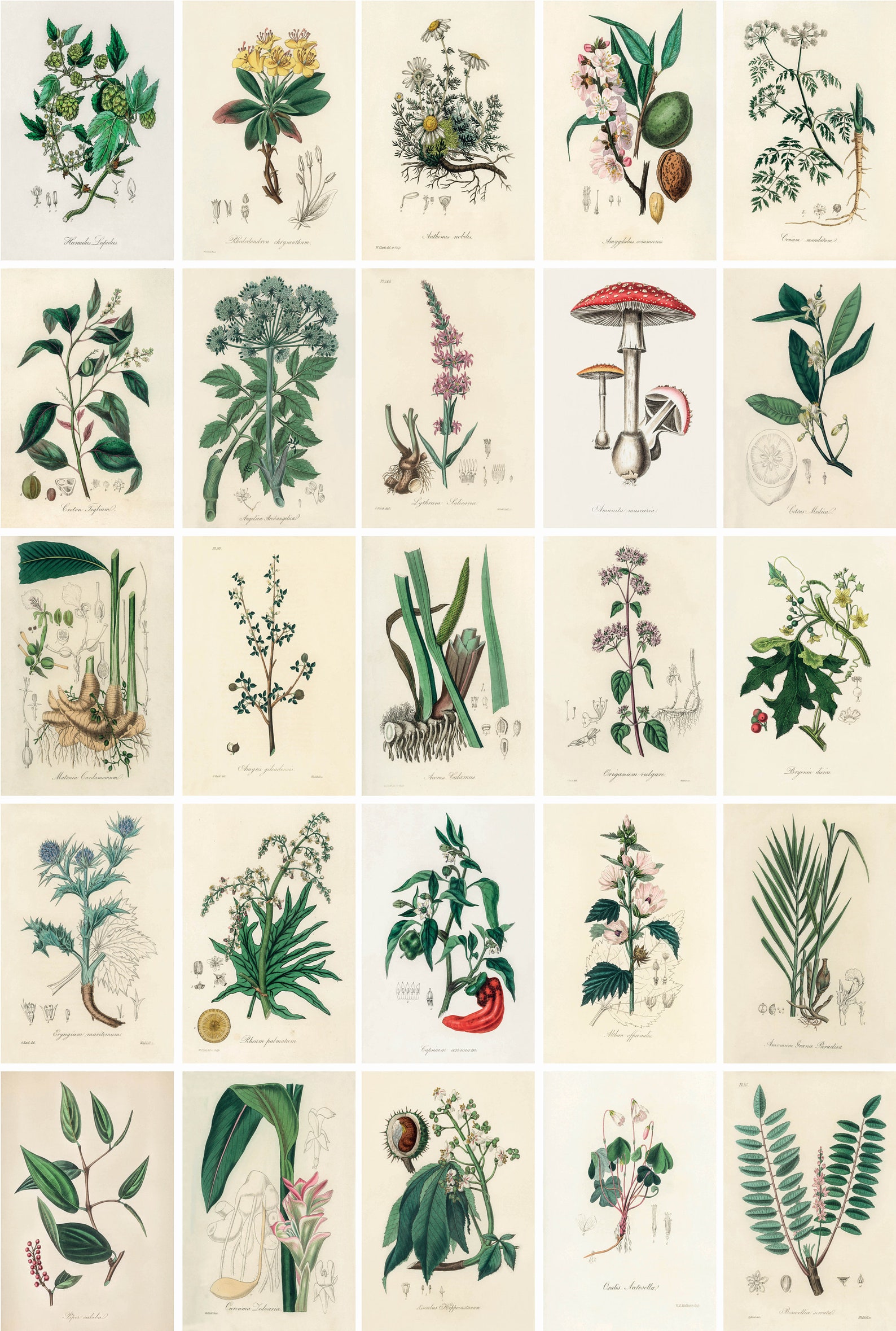 100 Printable Botanical ILLUSTRATIONS Wall Collage Kit, Vintage ...