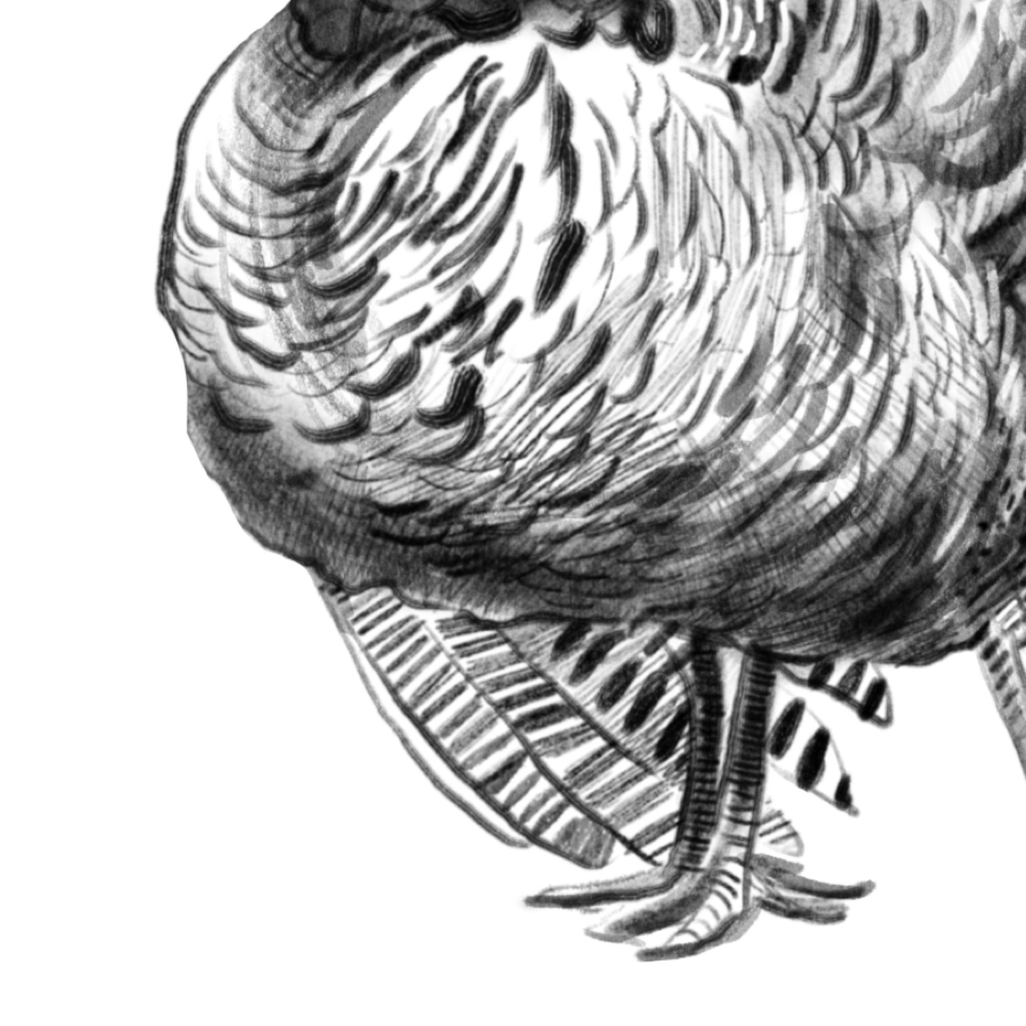 Turkey Digital Download, Drawing Print, Thanksgiving Wall Art ...