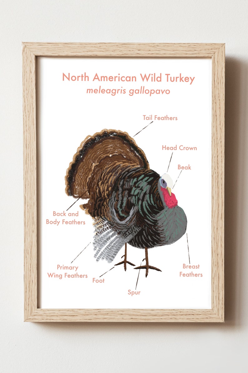 Wild Turkey - Holiday Printable, Digital Download, Drawing Print ...