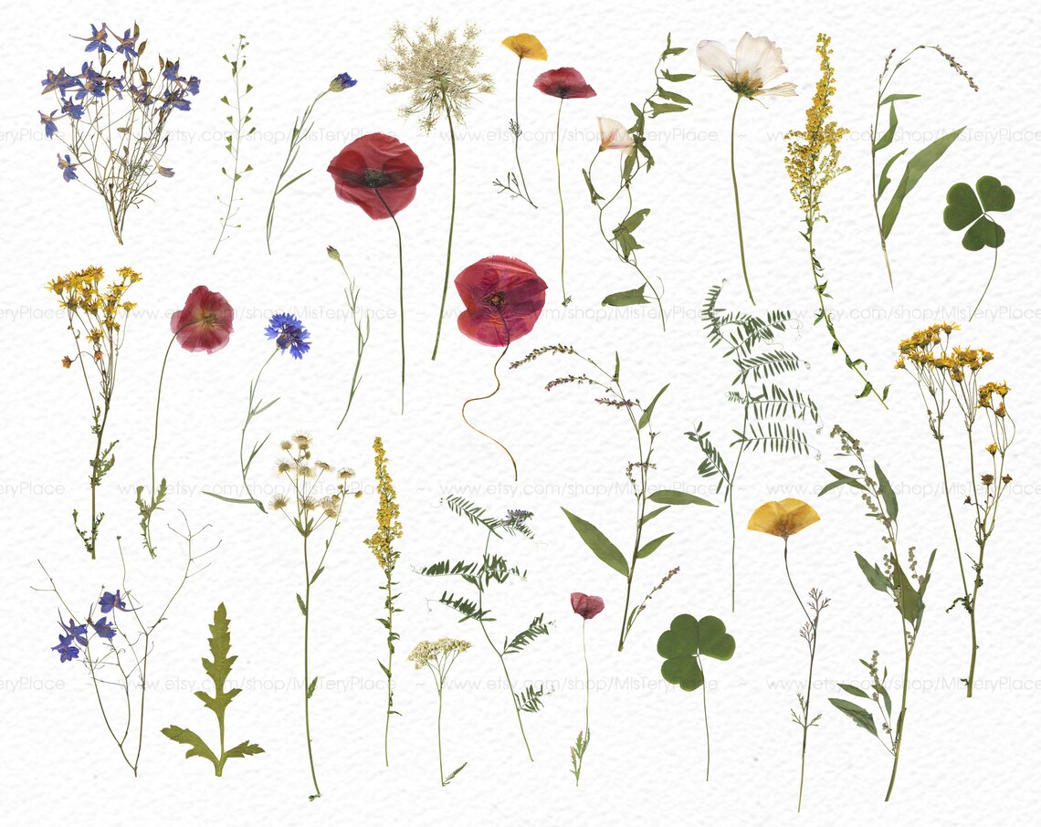 Fleurs sauvages séchées PNG clipart. Fleurs et plantes pressées ...