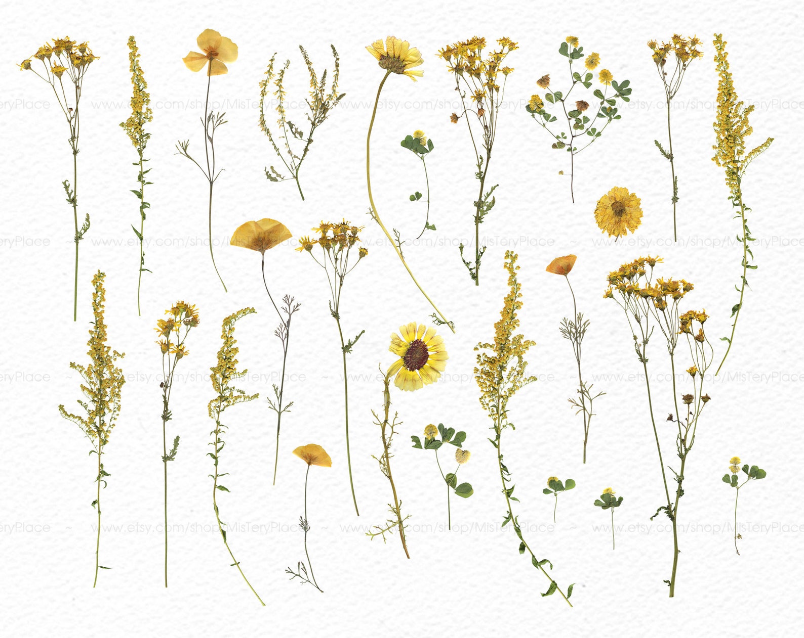 Fleurs séchées jaunes PNG clipart. Fleurs et plantes assorties pressées ...