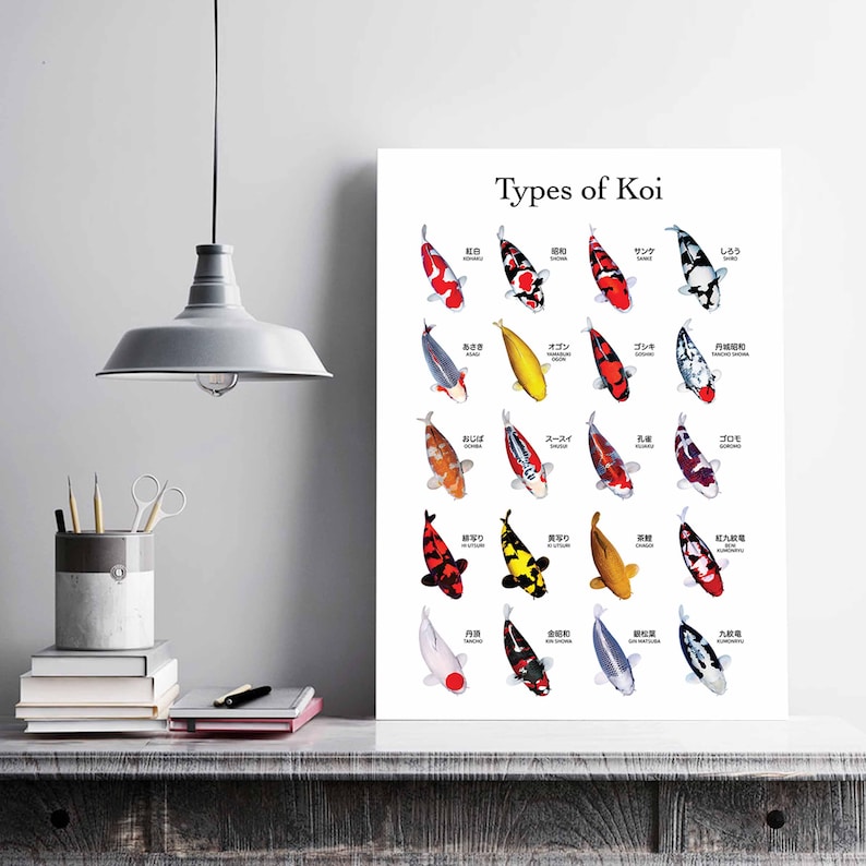 Printable Poster Types of Koi: Koi Fish Species Guide With Japanese ...