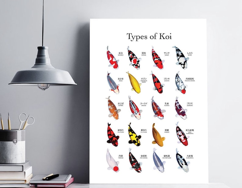 Printable Poster Types of Koi: Koi Fish Species Guide With Japanese ...