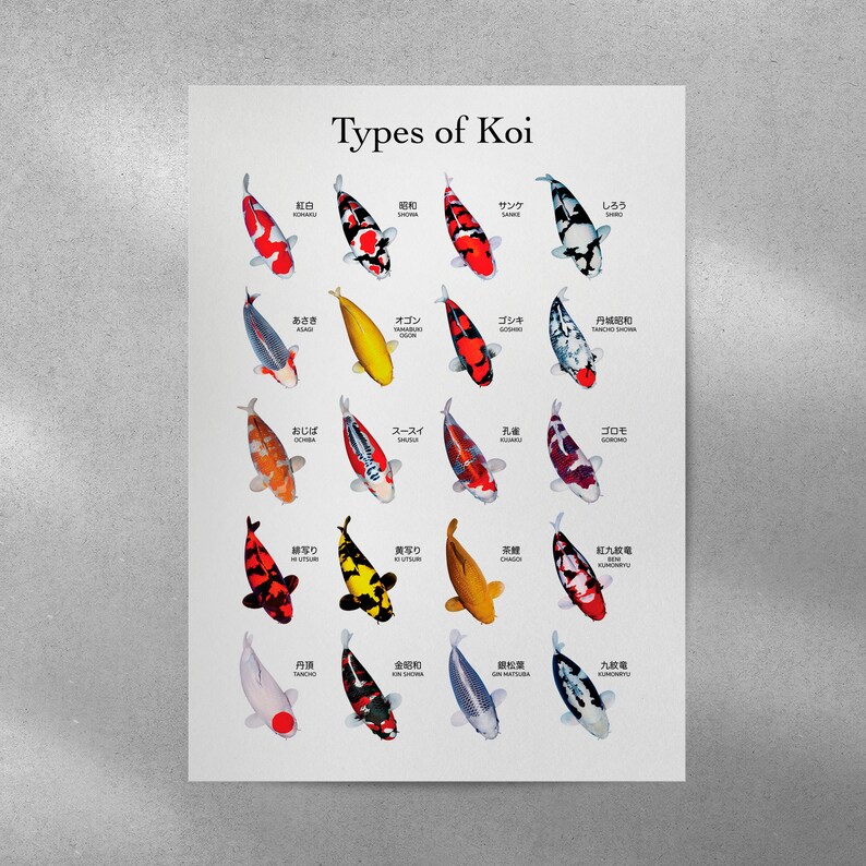 Printable Poster Types of Koi: Koi Fish Species Guide With Japanese ...