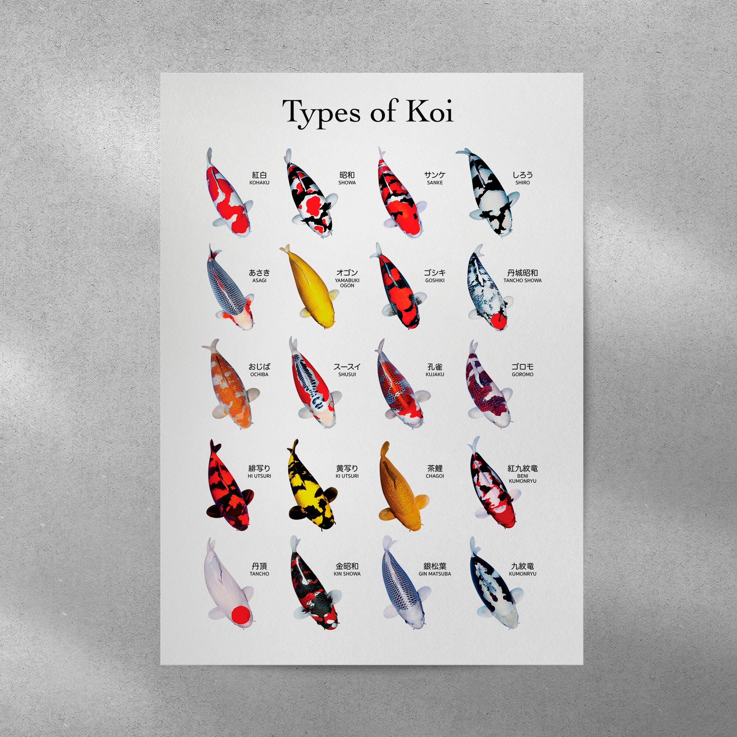 Printable Poster Types of Koi: Koi Fish Species Guide With Japanese ...
