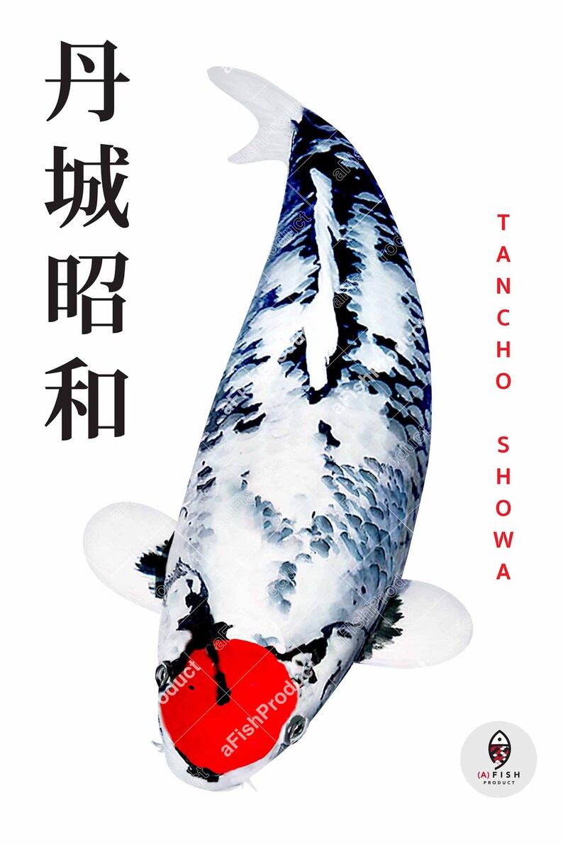 Premium Tancho Showa Koi Art Print | Elegant Japanese Wall Decor | the ...