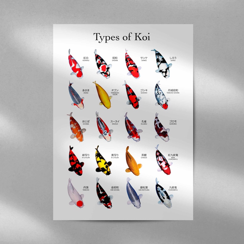 Printable Poster Types of Koi: Koi Fish Species Guide With Japanese ...