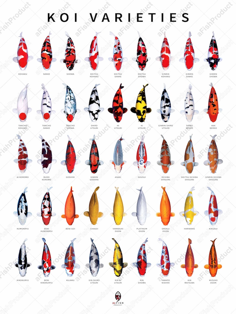 Poster 45 Types of Koi: Koi Fish Species Guide With English Names ...