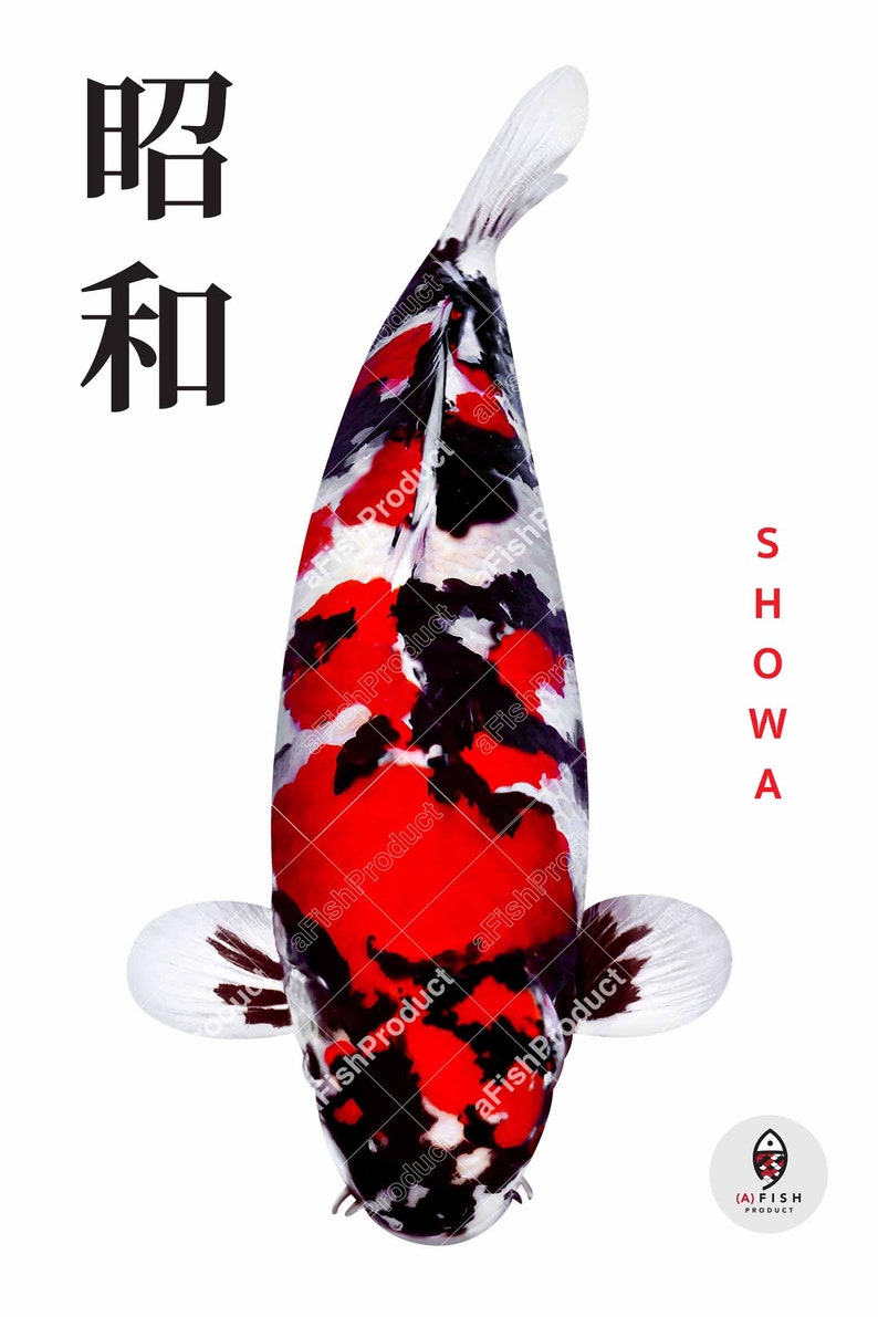 Digital Download | Showa Koi Fish Art Print | Red White Black Japanese ...