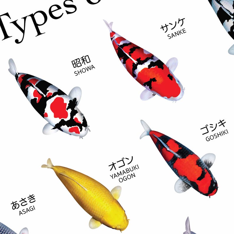Digital Download | Koi Species Reference Poster | Japanese English ...