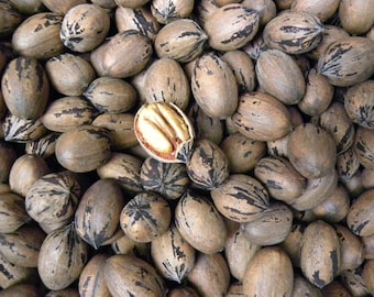 Hardy Pecan 2-pack, Carya Illinoinensis, Hardy Tree, Edible Nuts ...