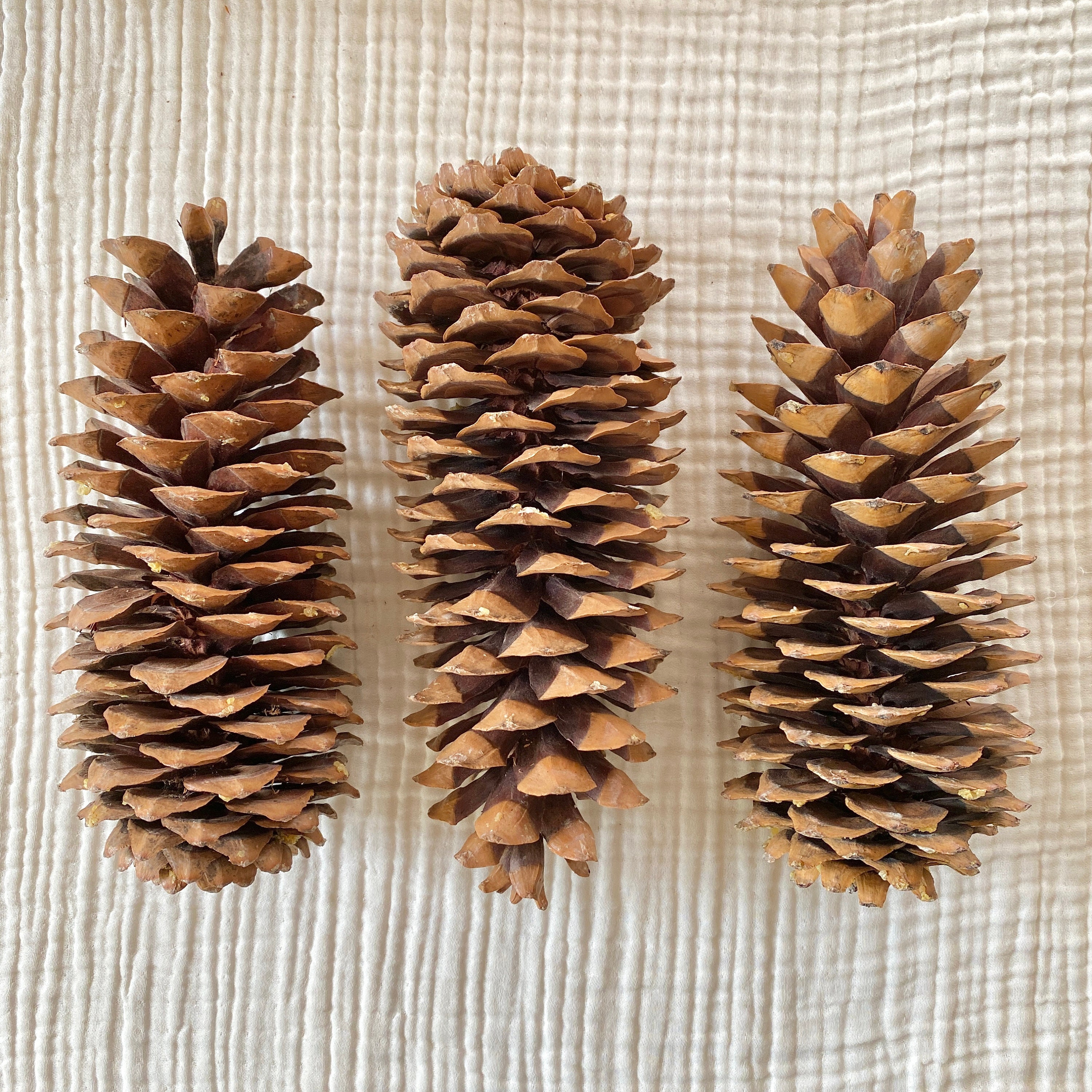 Trio of Sugar Pine Cones - Etsy