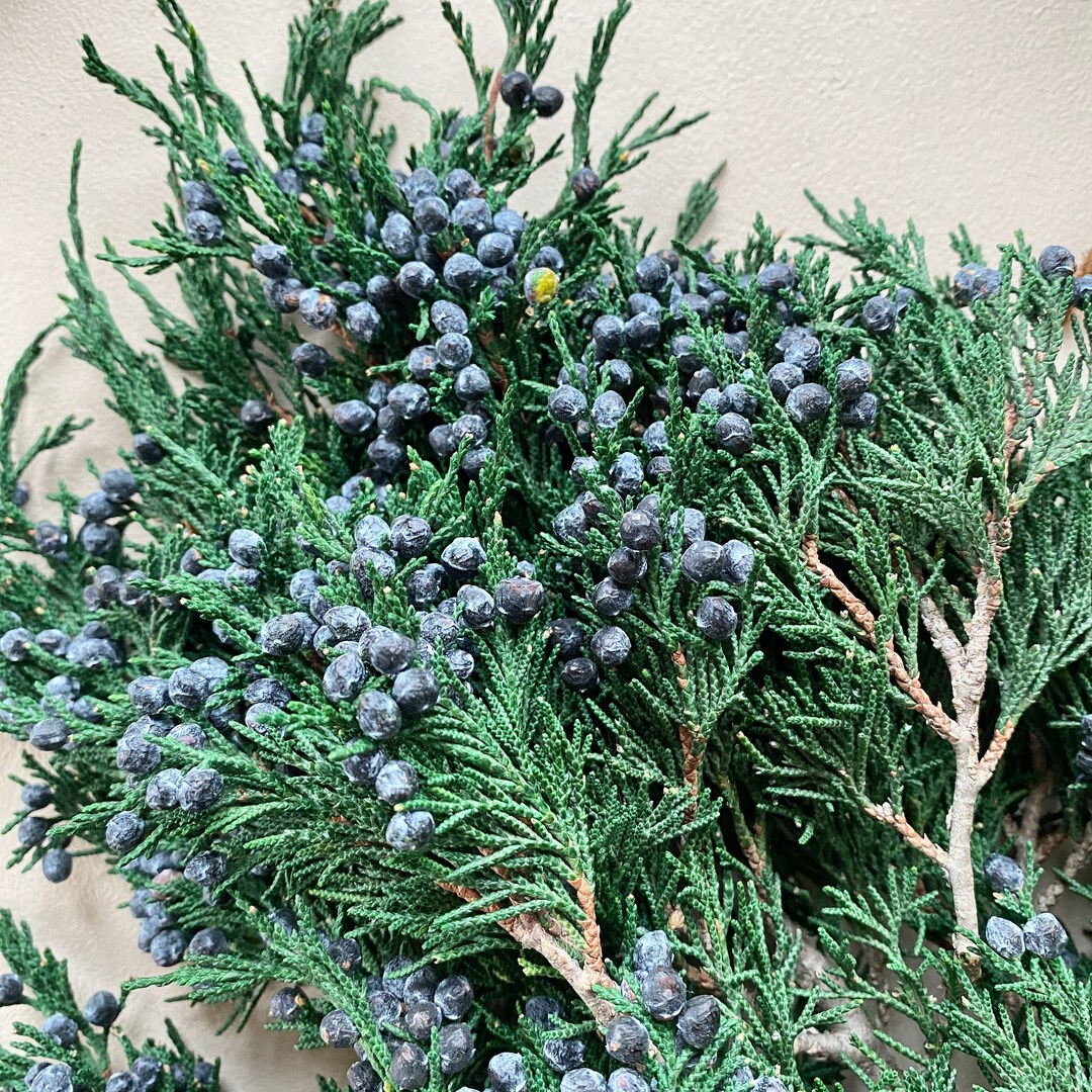 Preserved Juniper Bunch - Etsy