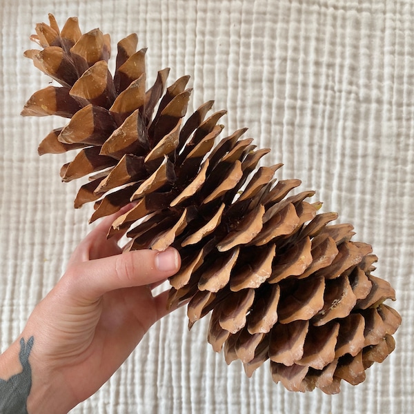 Pine Cones - Etsy