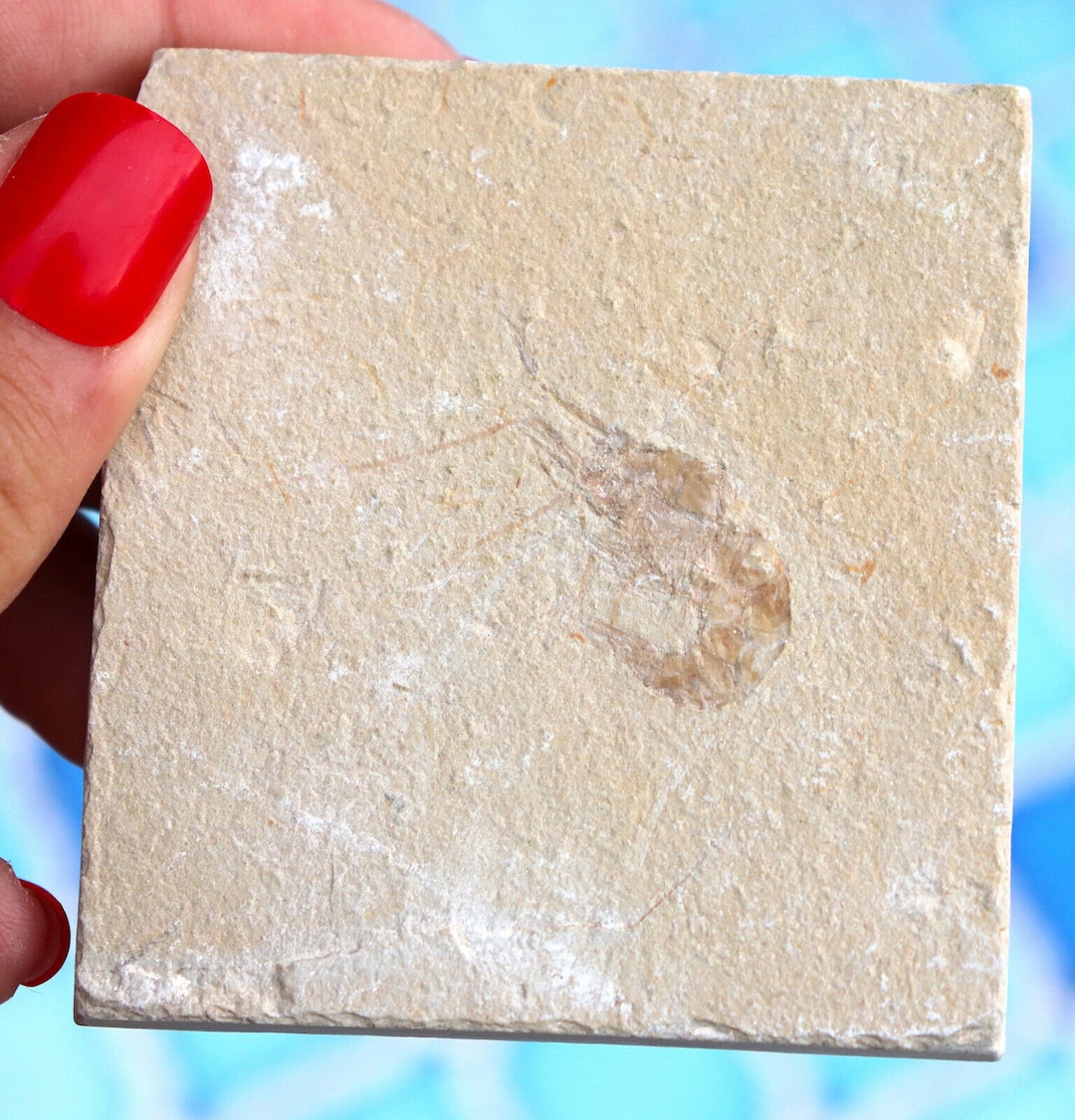 Fossil Shrimp From Solnofen Germany, Aeger Tipularius on Matrix ...