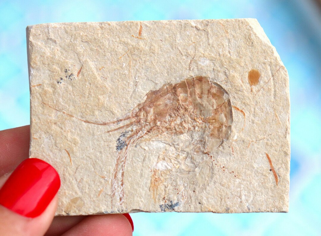 Fossil Shrimp From Solnofen Germany Aeger Tipularius on - Etsy