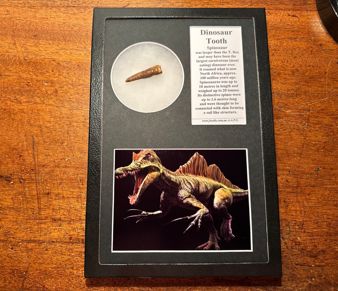 A Real Fossil Dinosaur Tooth ( SPINOSAUR ) in a Glass Fronted Display ...