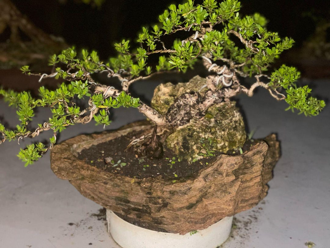 Real Tree. Bosai Santigi. Pemphis Acidula Small Size.35 on the Rock - Etsy