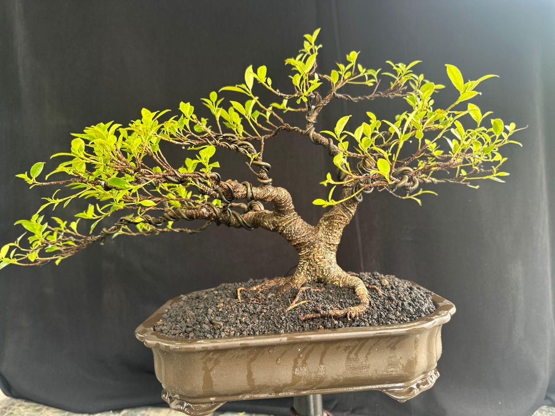 Real Tree. Bonsai Ficus Micro Carpha - Etsy