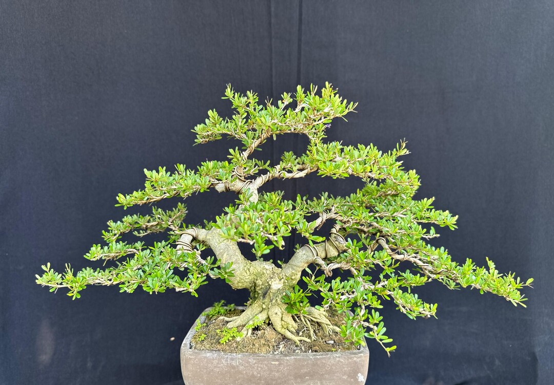 Real Tree. Bonsai. Vietnamese Blue Bell. Trifidacanthus. Fragrant ...