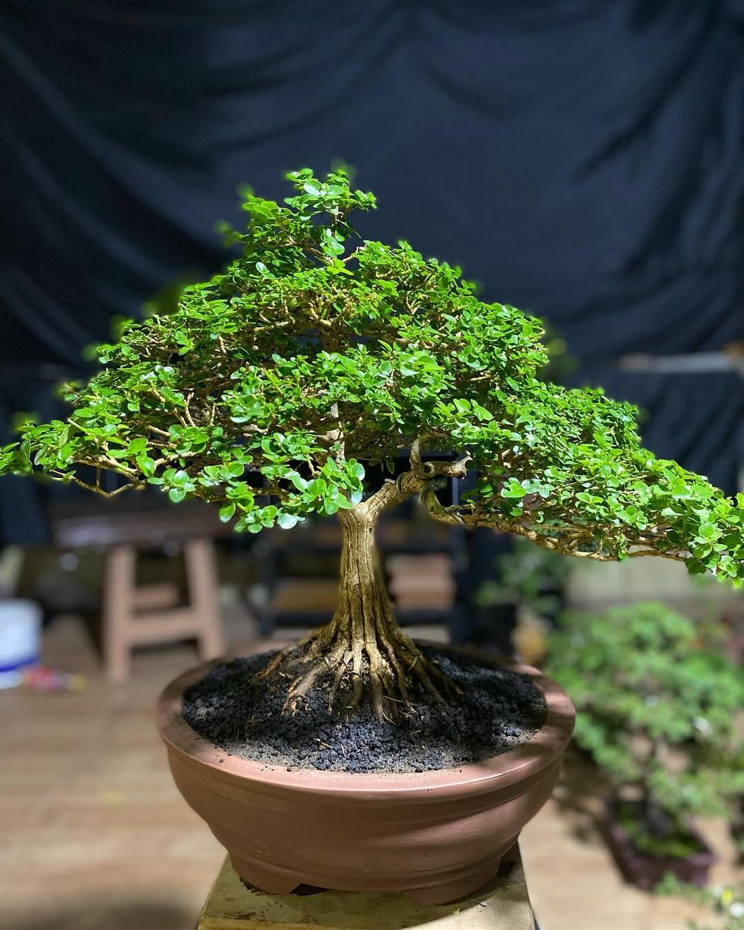 Real Tree. Bonsai. Premna Microphylia. Beautiful Tree. Elegant. Ready ...