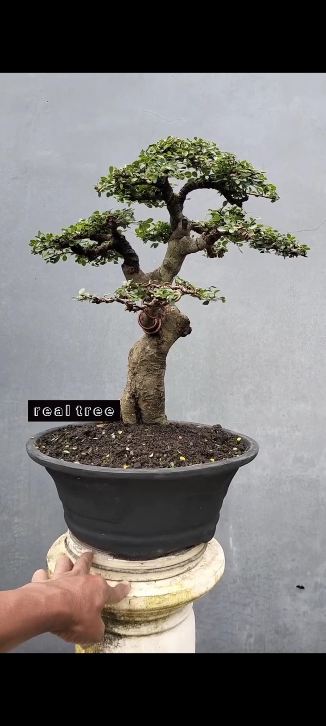 Real Tree. Bonsai Campestris Var. Mikrofil Bois. Medium Bonsai - Etsy